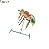 China Apiculture Tools Beekeeping Equipment 60cm 110cm Height bee anatomy model for sale