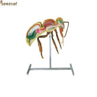 China Apiculture Tools Beekeeping Equipment 60cm 110cm Height bee anatomy model for sale