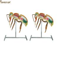 China Apiculture Tools Beekeeping Equipment 60cm 110cm Height bee anatomy model for sale