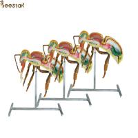 China Apiculture Tools Beekeeping Equipment 60cm 110cm Height bee anatomy model for sale