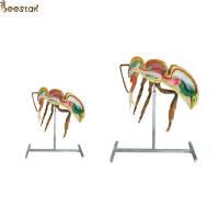 China Apiculture Tools Beekeeping Equipment 60cm 110cm Height bee anatomy model for sale