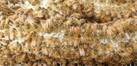 China Pure Yellow Organic Beeswax Blocks Grade A Bees Products for sale