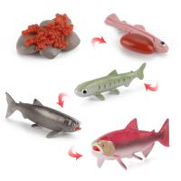 China 5 PCS Sea Marine Animal Figures Ocean Creatures Action Figure Models Life Cycle Salmon Fish Figurine for Boys Girls Kids for sale