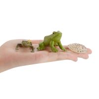 China 5 PCS Frog Animal Life Cycle Model Toy Cake Toppers Learning Development Toys for Boys Girls Kids for sale