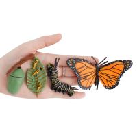China Realistic 4 PCS Butterfly Animal Life Cycle Insect Growth Model Toys Party Favors Toy for Boys Girls Kids for sale
