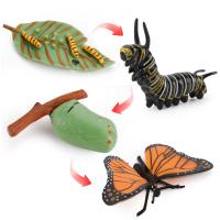 China Realistic 4 PCS Butterfly Animal Life Cycle Insect Growth Model Toys Party Favors Toy for Boys Girls Kids for sale