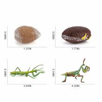 China 4 PCS Realistic Insect Mantis Animal Life Cycle Model Figure Cake Toppers Learning Development Toys for Boys Girls Kids for sale