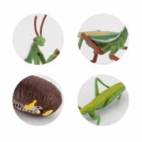 China 4 PCS Realistic Insect Mantis Animal Life Cycle Model Figure Cake Toppers Learning Development Toys for Boys Girls Kids for sale