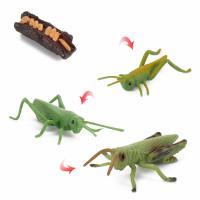 China 4 PCS Realistic Insect Locust Animal Life Cycle Model Figure Cake Toppers Learning Development Toys for Boys Girls Kids for sale