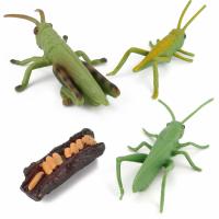 China 4 PCS Realistic Insect Locust Animal Life Cycle Model Figure Cake Toppers Learning Development Toys for Boys Girls Kids for sale