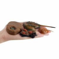 China 4 PCS Sea Marine Animal Figures Ocean Creatures Action Models Life Cycle Horseshoe Crab Figure for sale
