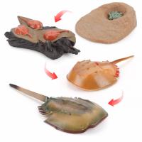 China 4 PCS Sea Marine Animal Figures Ocean Creatures Action Models Life Cycle Horseshoe Crab Figure for sale
