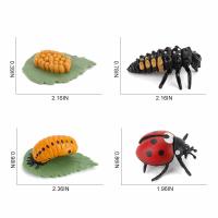 China 4 PCS Ladybird Animal Life Cycle Insect Growth Model Figure Cake Toppers Learning Development Toys For Boys Girls Kids for sale