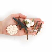 China 4 PCS Wild Wildlife Animal Figures Creatures Action Models Life Cycle Crocodile Alligator Figure for sale