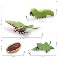 China Actias Ningpoana Life Cycle Figure Model Toy For Boys Girls Kids for sale