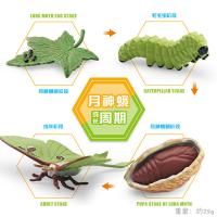 China Actias Ningpoana Life Cycle Figure Model Toy For Boys Girls Kids for sale