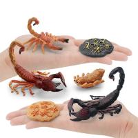 China Scorpion Life Cycle Figure Model Toy For Boys Girls Kids for sale