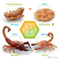 China Scorpion Life Cycle Figure Model Toy For Boys Girls Kids for sale