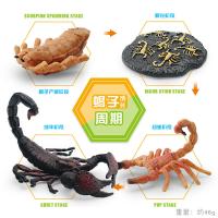 China Scorpion Life Cycle Figure Model Toy For Boys Girls Kids for sale