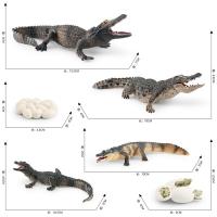 China Crocodile Alligator Life Cycle Figure Model Toy For Boys Girls Kids for sale
