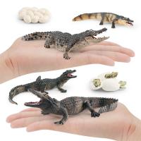 China Crocodile Alligator Life Cycle Figure Model Toy For Boys Girls Kids for sale