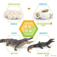 China Crocodile Alligator Life Cycle Figure Model Toy For Boys Girls Kids for sale