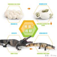 China Crocodile Alligator Life Cycle Figure Model Toy For Boys Girls Kids for sale