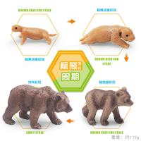 China Brown Bear Life Cycle Figure Model Toy For Boys Girls Kids for sale
