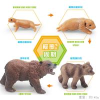 China Brown Bear Life Cycle Figure Model Toy For Boys Girls Kids for sale