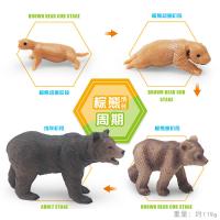 China Brown Bear Life Cycle Figure Model Toy For Boys Girls Kids for sale