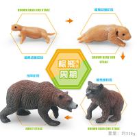 China Brown Bear Life Cycle Figure Model Toy For Boys Girls Kids for sale