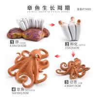 China Squid Octopus Life Cycle Figure Model Toy For Boys Girls Kids for sale