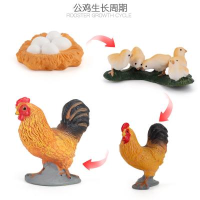 China Rooster Life Cycle Figure Model Toy For Boys Girls Kids for sale