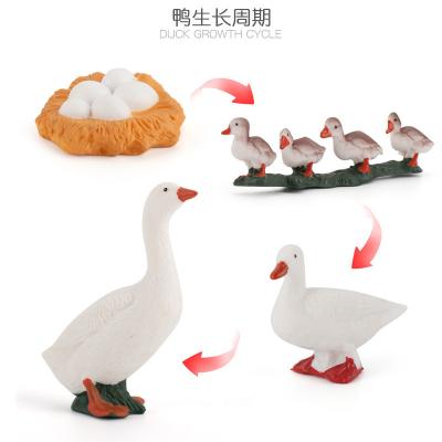 China Duck Life Cycle Figure Model Toy For Boys Girls Kids for sale