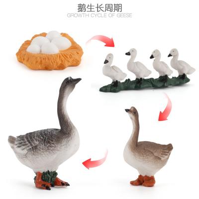 China Goose Life Cycle Figure Model Toy For Boys Girls Kids for sale