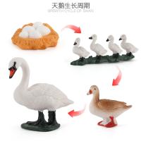 China Swan Life Cycle Figure Model Toy For Boys Girls Kids for sale
