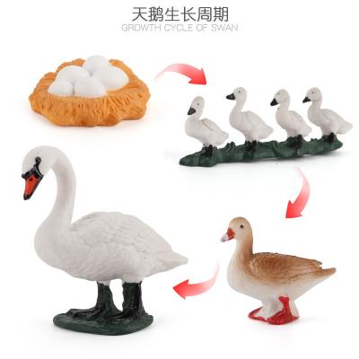 China Swan Life Cycle Figure Model Toy For Boys Girls Kids for sale