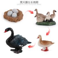 China Black Swan Life Cycle Figure Model Toy For Boys Girls Kids for sale