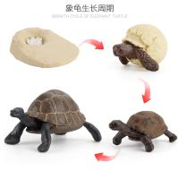 China Elephant Tortoise Life Cycle Figure Model Toy For Boys Girls Kids for sale