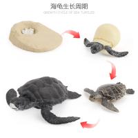 China Black Sea Turtle Life Cycle Figure Model Toy For Boys Girls Kids for sale