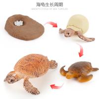 China Yellow Sea Turtle Life Cycle Figure Model Toy For Boys Girls Kids for sale