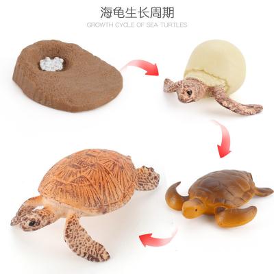 China Yellow Sea Turtle Life Cycle Figure Model Toy For Boys Girls Kids for sale