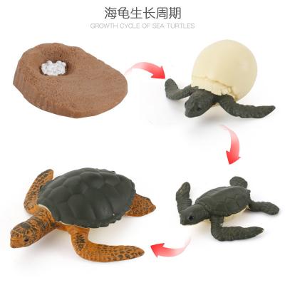China Green Sea Turtle Life Cycle Figure Model Toy For Boys Girls Kids for sale