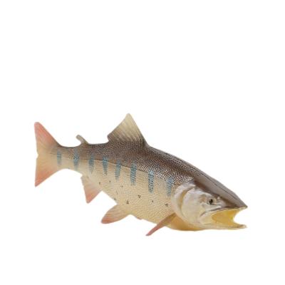 China Realistic Sea Animal Toy Set For Imaginative Play ASTM F963 Certified Figures Assorted Colors for sale