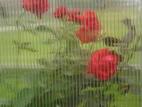 China Medium Size Aluminium Greenhouse Heat Treated Pressure Treated Wood Type for Plant Growth for sale
