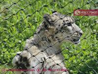 China 316L Stainless Steel Zoo Mesh for sale
