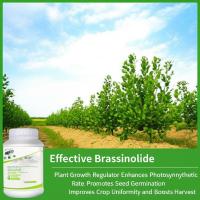 China Effective Brassinolide Plant Growth Regulator Enhances Photosynthetic Rate Promotes Seed Germination Improves Crop Uniformity and Boosts Harvest for sale