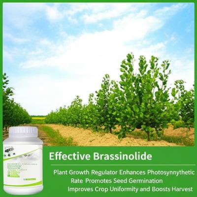 China Effective Brassinolide Plant Growth Regulator Enhances Photosynthetic Rate Promotes Seed Germination Improves Crop Uniformity and Boosts Harvest for sale