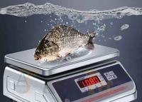 China Rechargeable 20kg Waterproof Weighing Scale Pieces Counting for sale