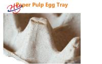 China Egg Tray Egg Plate Thermocol Foam Food Container Production Equipment for sale
